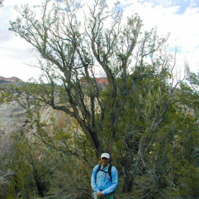 Cliffrose - Purshia stansburiana - Great Basin Seeds