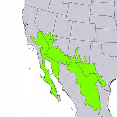 Creosote Bush - Larrea tridentata - Great Basin Seeds
