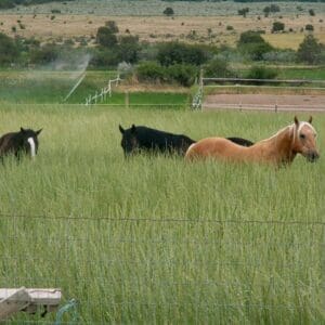 Dryland Pasture Seed Mix - Dryland Pasture Mix - drought tolerant pasture
