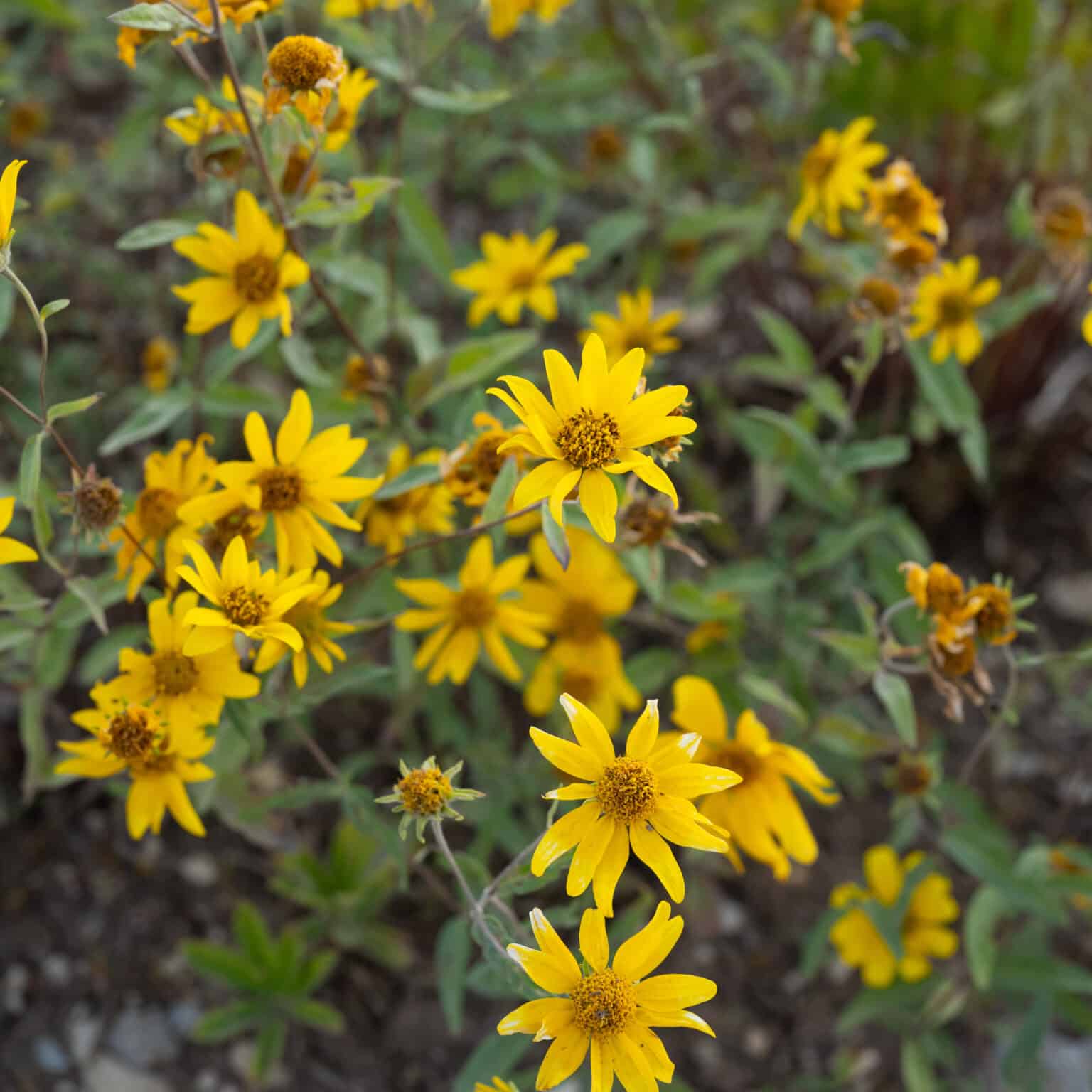 Showy Goldeneye (Heliomeris multiflora) - Great Basin Seeds