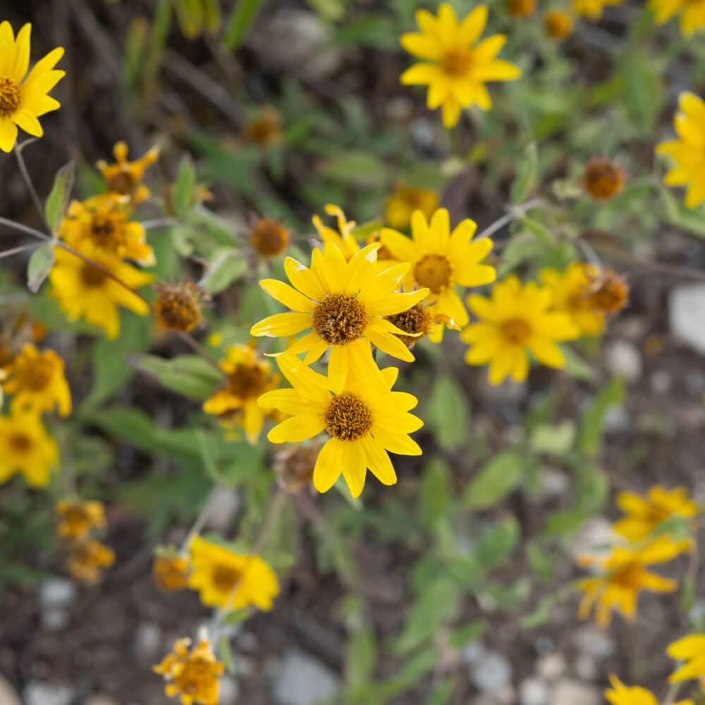 Showy Goldeneye (Heliomeris multiflora) - Great Basin Seeds