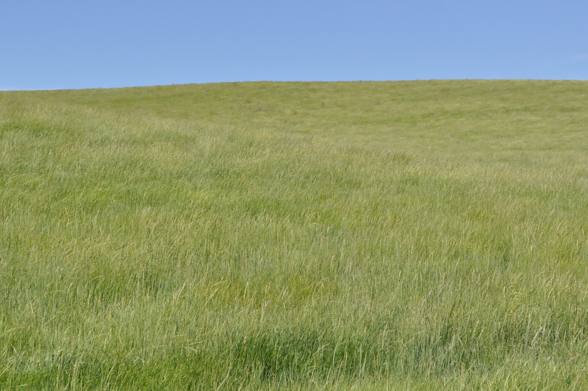 Roadcrest Crested Wheatgrass - Great Basin Seeds - Agropyron cristatum