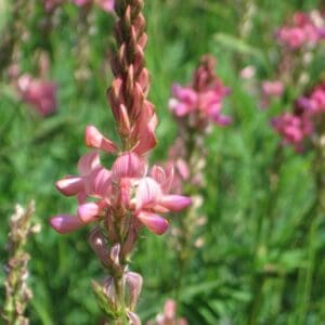 Shoshone Sainfoin (Onobrychis viciifolia) - Great Basin Seeds