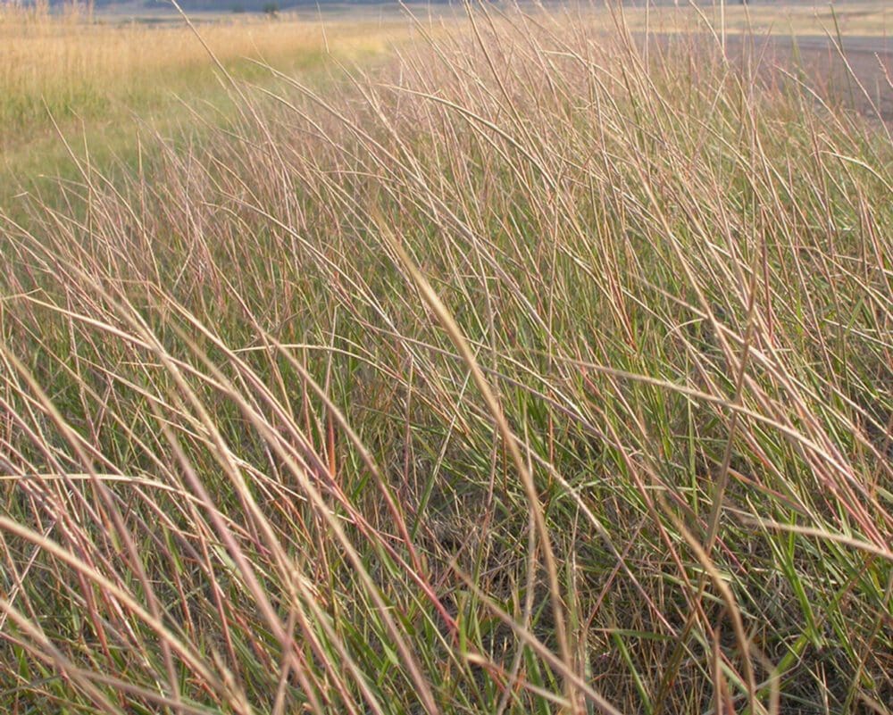 Sand Dropseed - Sporobolus cryptandrus - Great Basin Seeds