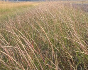 Sand Dropseed - Sporobolus cryptandrus - Great Basin Seeds