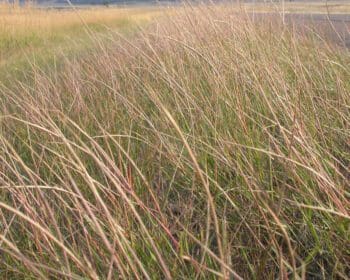 Sand Dropseed - Sporobolus cryptandrus - Great Basin Seeds
