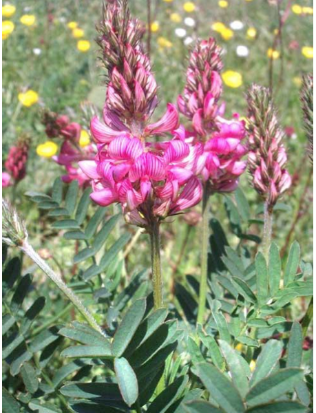 Eski Sainfoin - Onobrychus viciifolia - Great Basin Seeds