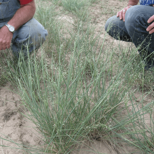 Indian Ricegrass - Great Basin Seeds
