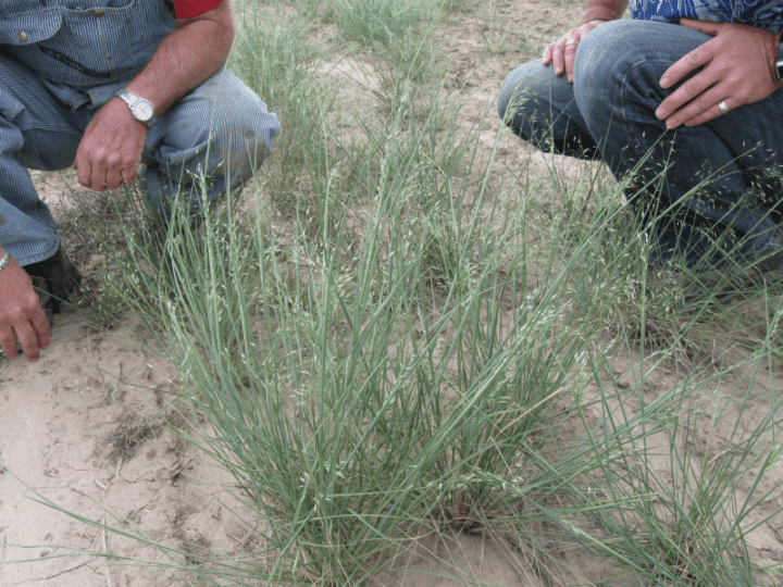 Indian Ricegrass - (Orzyopsis hymenoides) - Great Basin Seeds