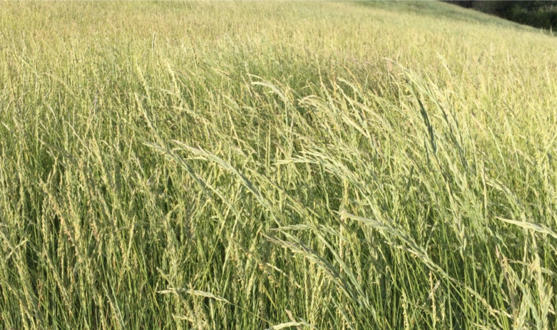 Rosana Western Wheatgrass - Great Basin Seeds -Pascopyrum smithii