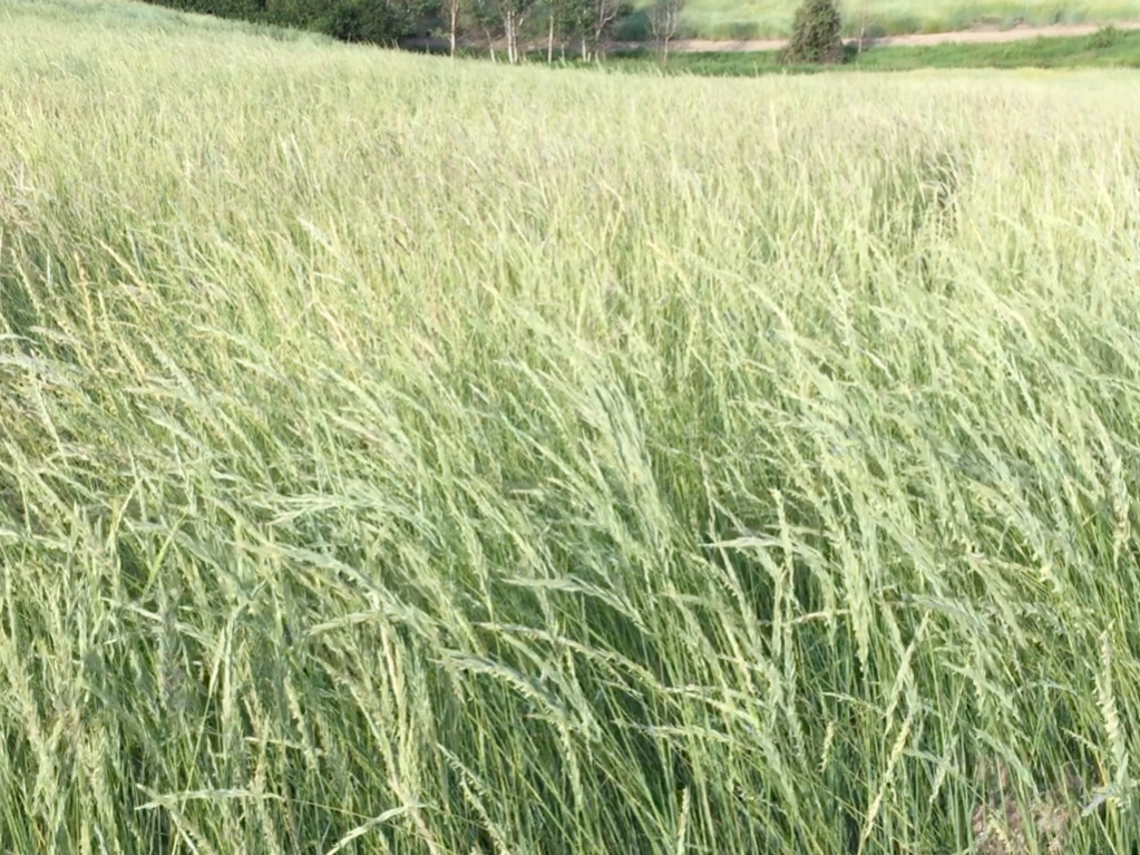 Texoka Buffalograss Buchloe Dactyloides Great Basin Seed