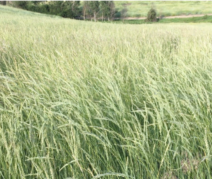 Vavilov Siberian Wheatgrass - Great Basin Seed - Agropyron fragile