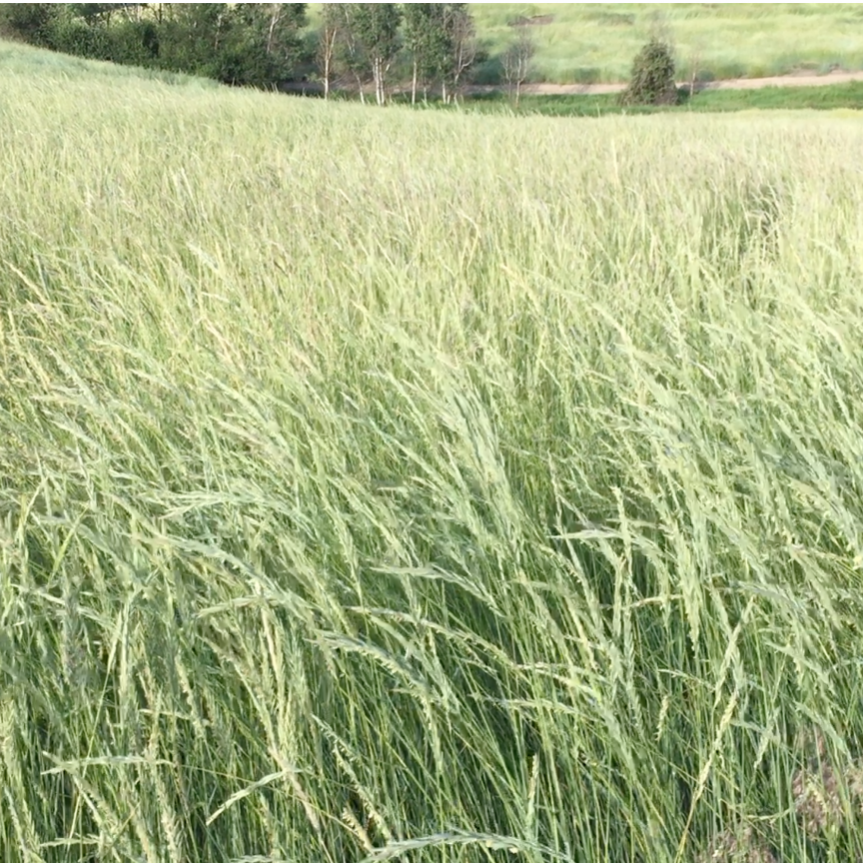 Pasture Mixes - Great Basin Seeds