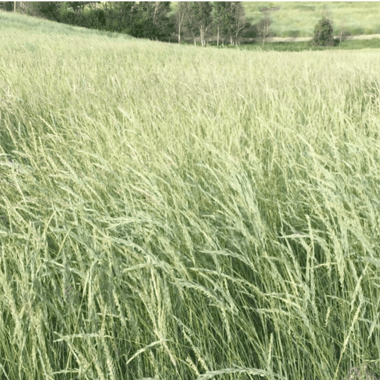 Western Wheatgrass - Great Basin Seeds - Pascopyrun smithii - bluejoint