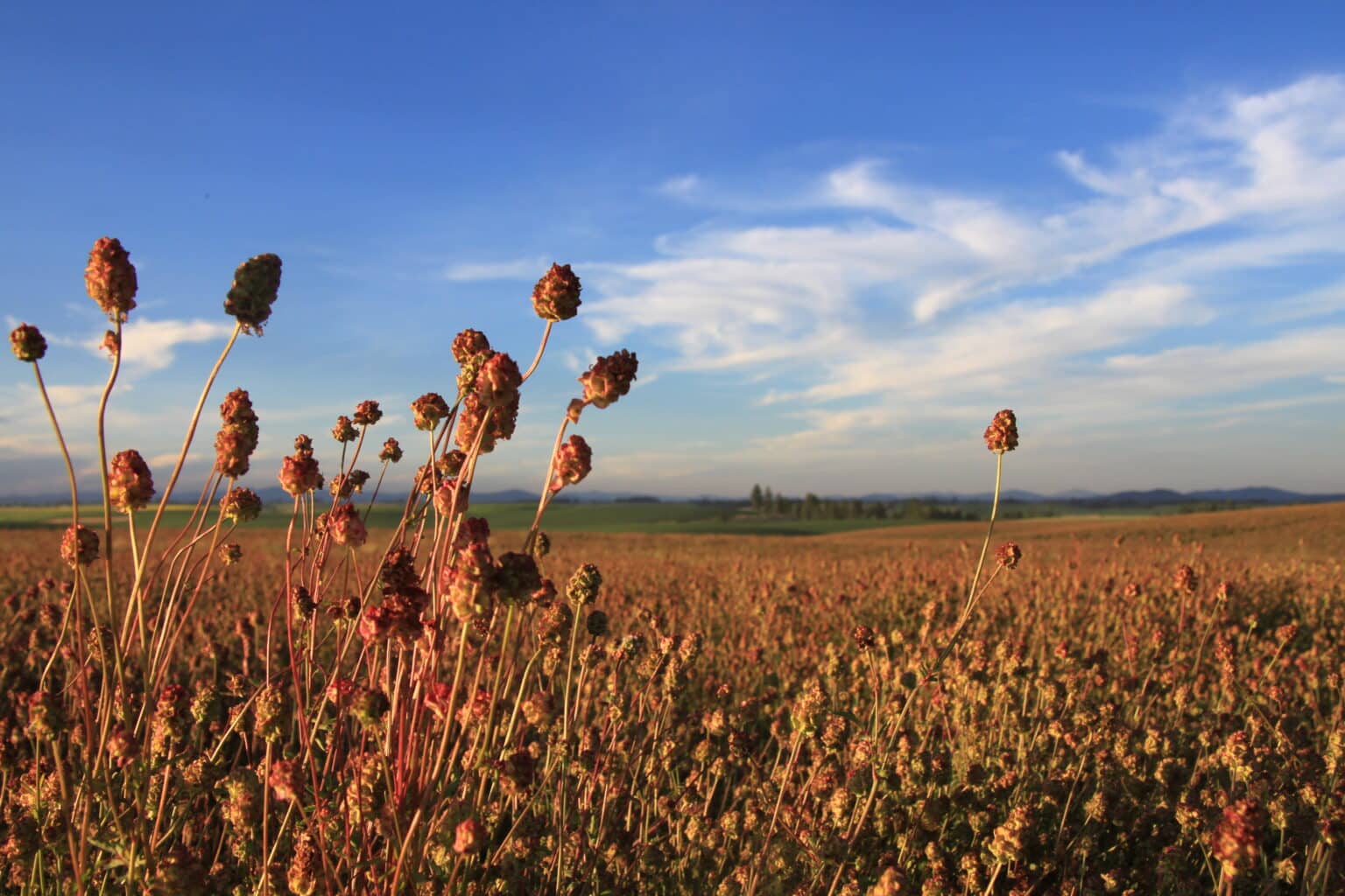 Small Burnet - Sanguisorba minor - Great Basin Seeds