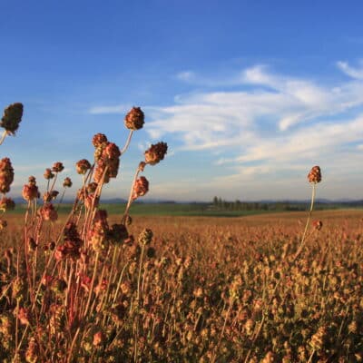 Small Burnet - Sanguisorba minor - Great Basin Seeds