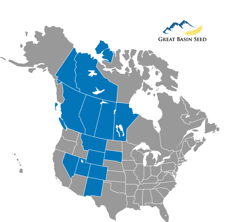 Siberian Wheatgrass (Agropyron fragile) - Great Basin Seed