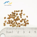 Small Burnet - Sanguisorba minor - Great Basin Seeds