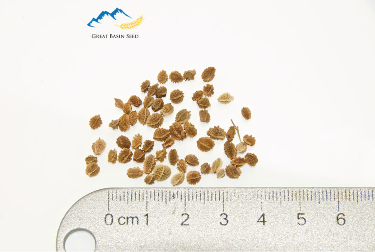 Small Burnet - Sanguisorba minor - Great Basin Seeds