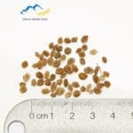 Small Burnet - Sanguisorba minor - Great Basin Seeds