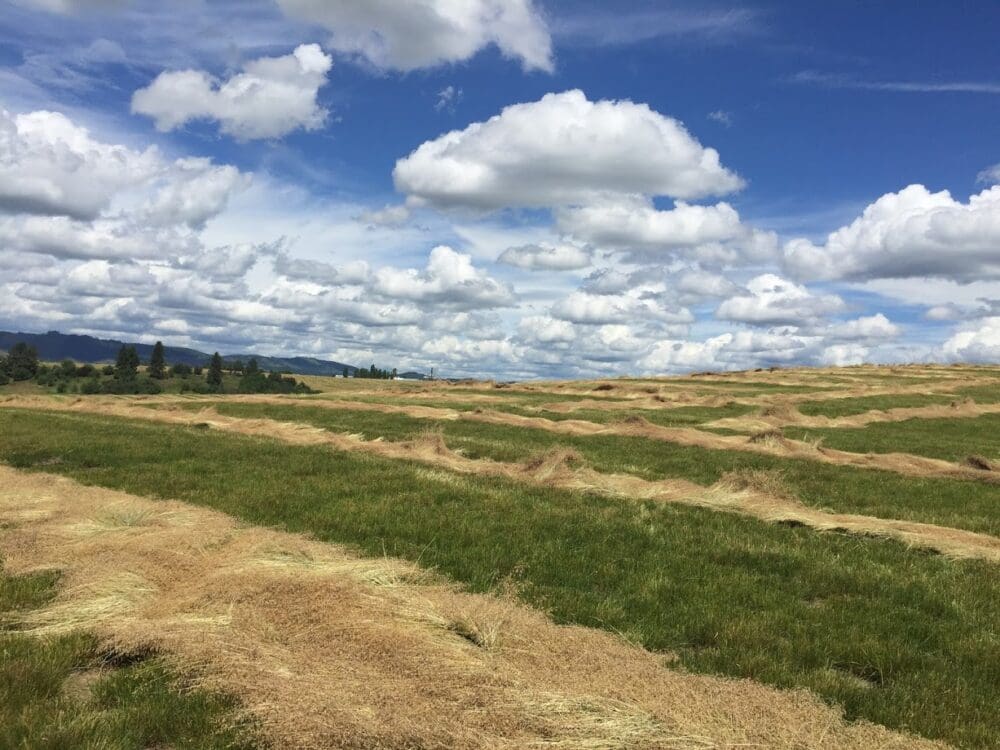 Kentucky Bluegrass - Great Basin Seeds