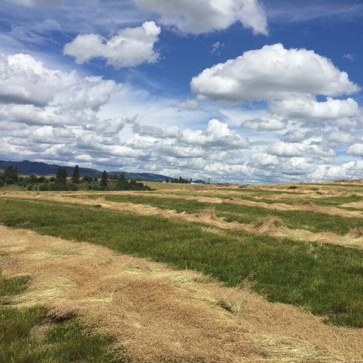Kentucky Bluegrass - Great Basin Seeds