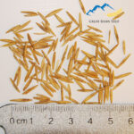 Western Wheatgrass - Great Basin Seeds - Pascopyrun smithii - bluejoint