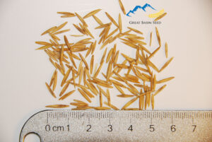 Western Wheatgrass - Great Basin Seeds - Pascopyrun smithii - bluejoint
