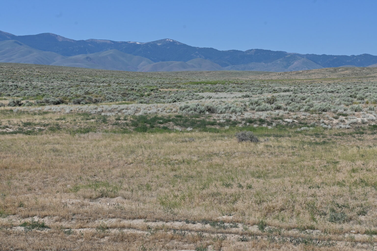 Winterfat - Krascheninnikovia lanata - Great Basin Seeds