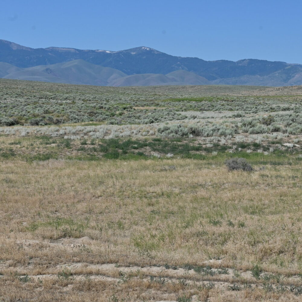 Winterfat - Krascheninnikovia lanata - Great Basin Seeds