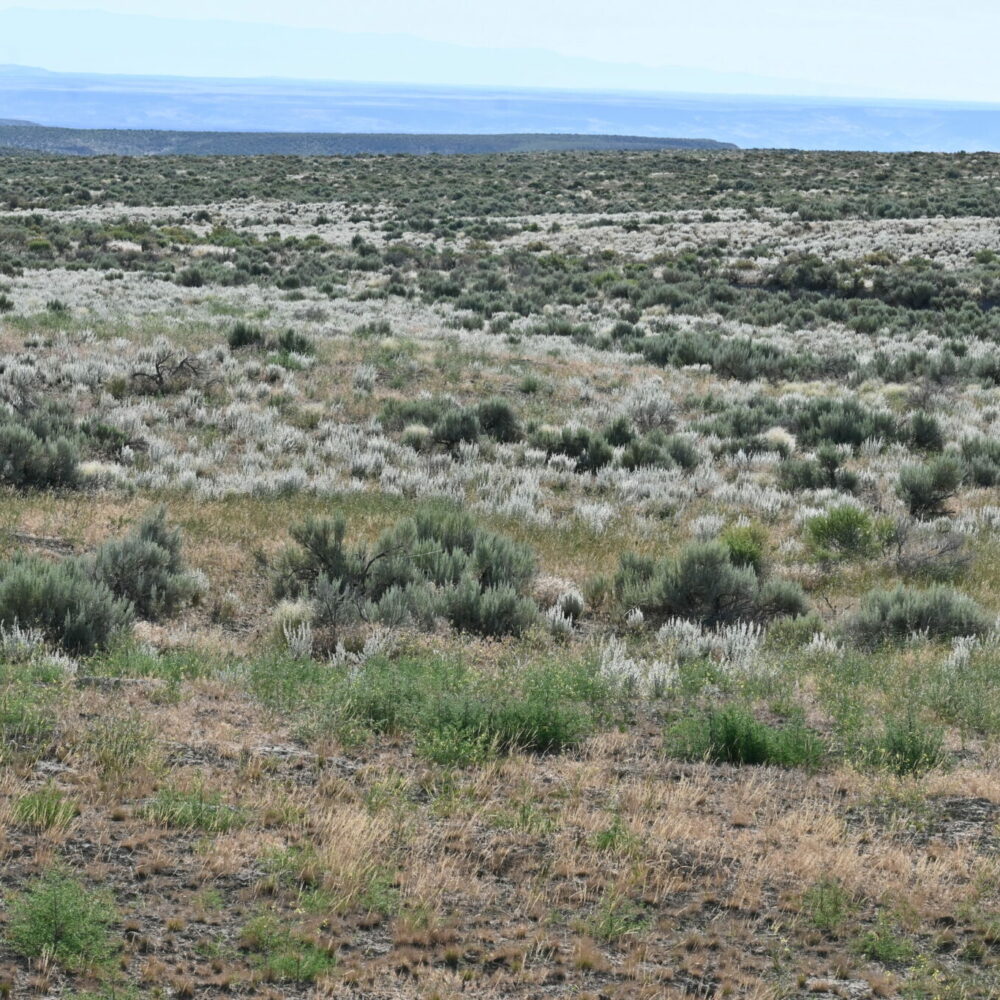 Winterfat - Krascheninnikovia lanata - Great Basin Seeds