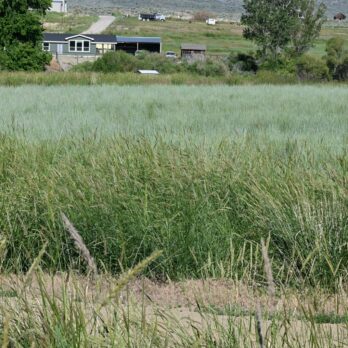 Basin Wildrye - Leymus cinerius - Great Basin Seeds