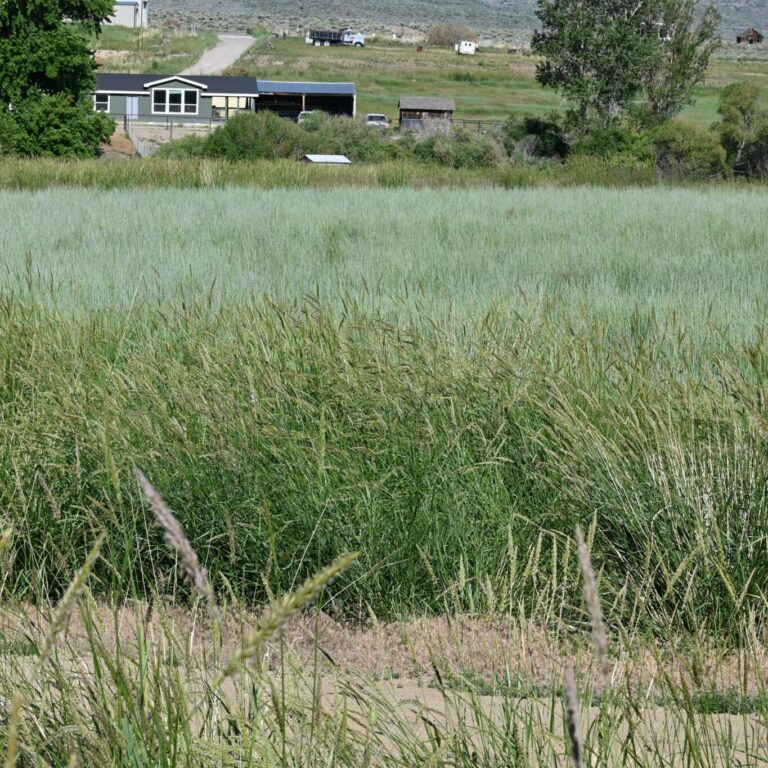 Basin Wildrye - Leymus cinerius - Great Basin Seeds