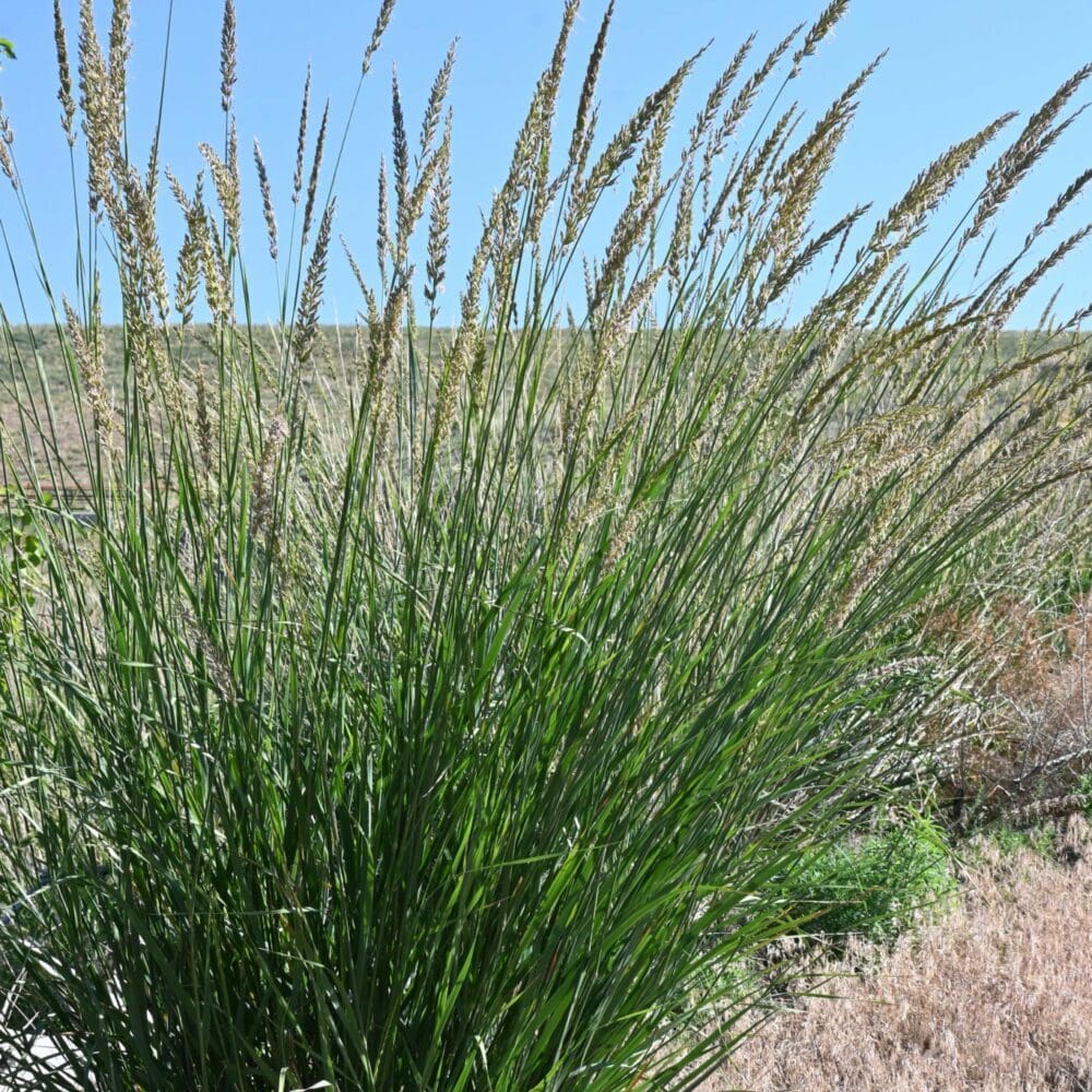 Basin Wildrye - Leymus cinerius - Great Basin Seeds
