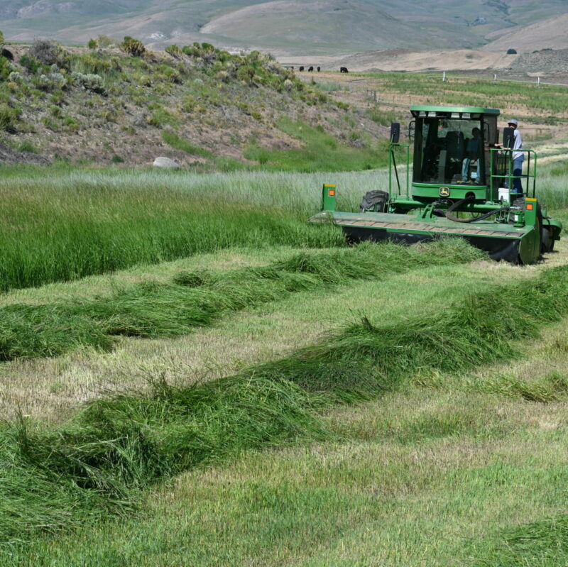 Irrigated Pasture Seed Mix - Great Basin Seeds Pasture Mix