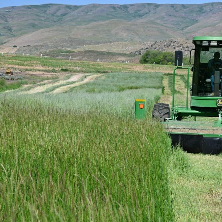 Irrigated Pasture Seed Mix - Great Basin Seeds Pasture Mix