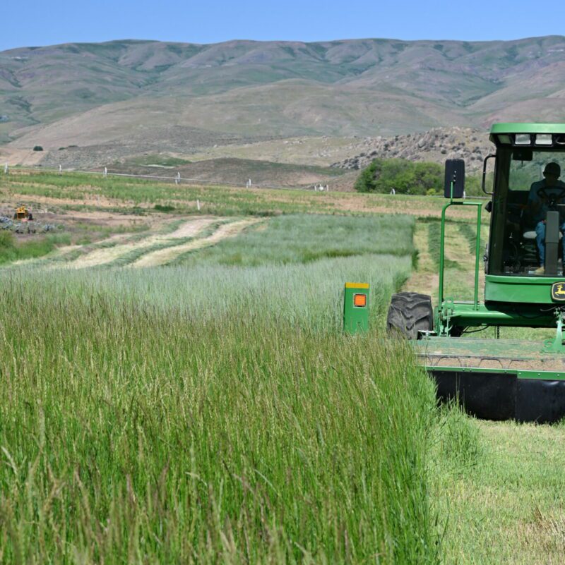 Irrigated Pasture Seed Mix - Great Basin Seeds Pasture Mix