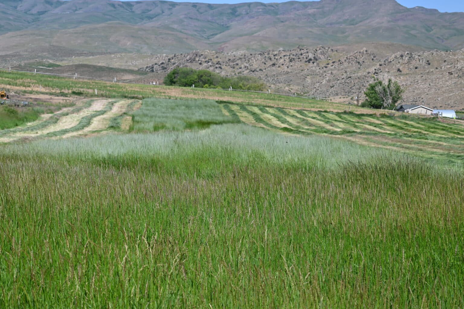 Irrigated Pasture Seed Mix - Great Basin Seeds Pasture Mix