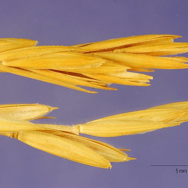 Intermediate Wheatgrass - Thinopyrum intermedium - Great Basin Seeds