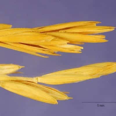 Oahe Intermediate Wheatgrass - Thinopyrum intermedium