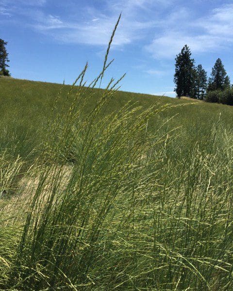 Bluebunch Wheatgrass - Pseudoroegneria spicata - Great Basin