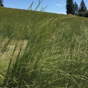 Bluebunch Wheatgrass - Pseudoroegneria spicata - Great Basin