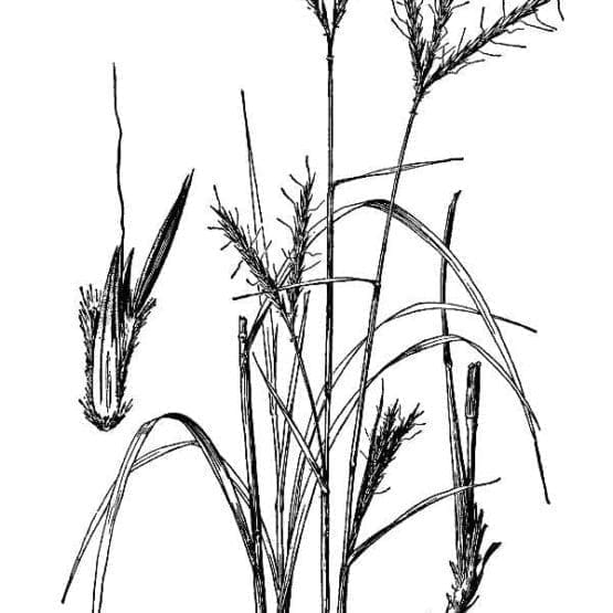 Big Bluestem - Andropogon gerardi - Great Basin Seeds