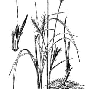 Big Bluestem - Andropogon gerardi - Great Basin Seeds