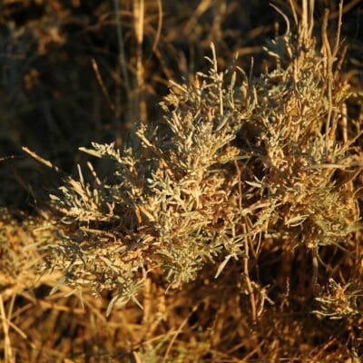 Silver Sagebrush - Artemisia cana - Great Basin Seeds