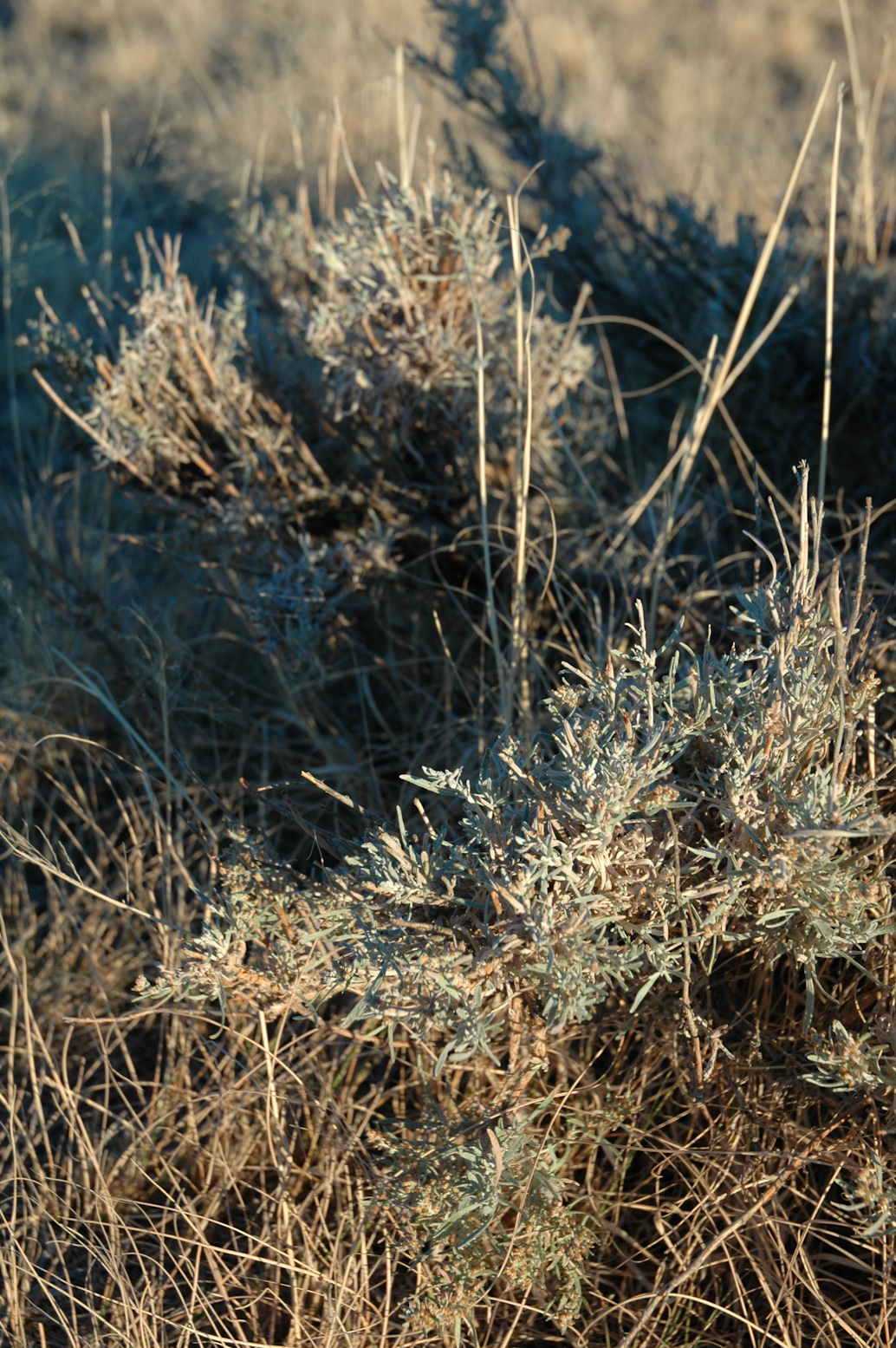 Silver Sagebrush - Artemisia cana - Great Basin Seeds