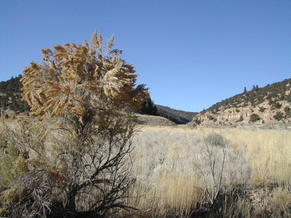 Basin Big Sagebrush - Artemesia tridentata - Great Basin Seed