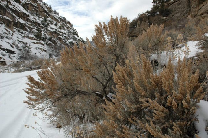 Basin Big Sagebrush - Artemesia tridentata - Great Basin Seed