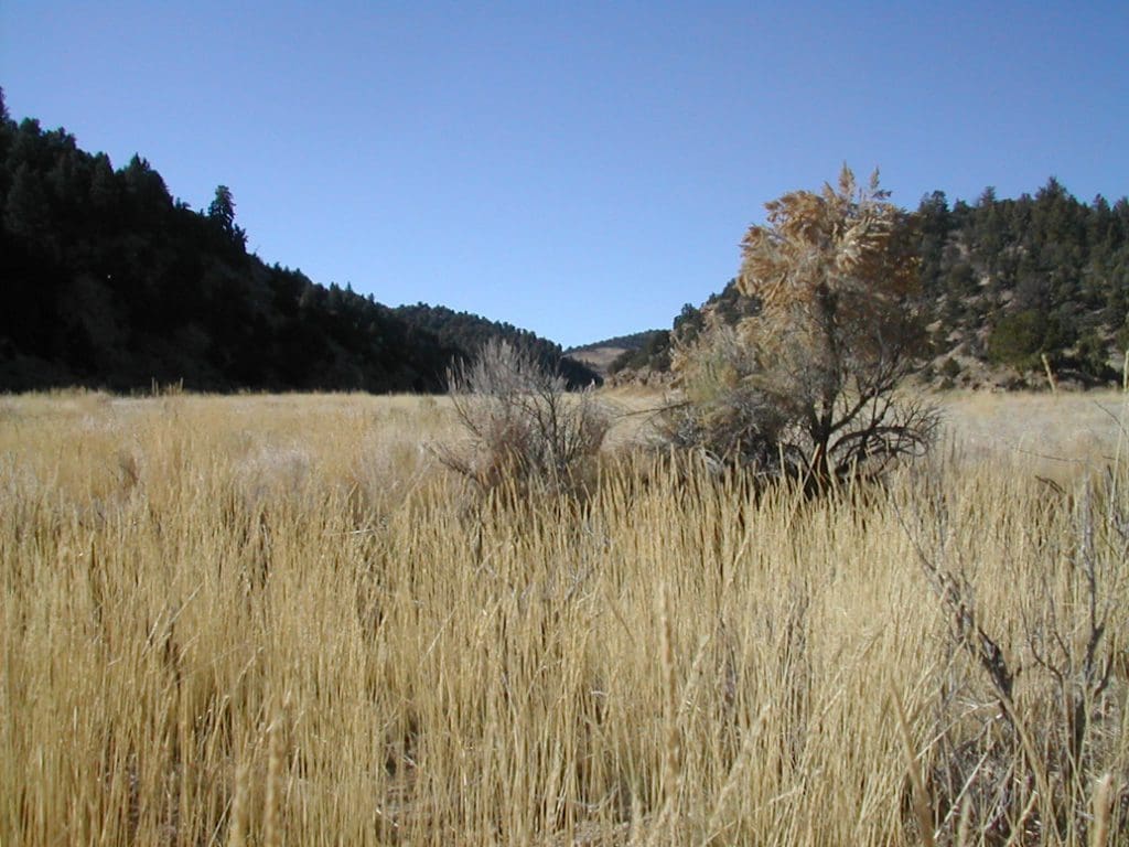 Basin Big Sagebrush - Artemesia tridentata - Great Basin Seed