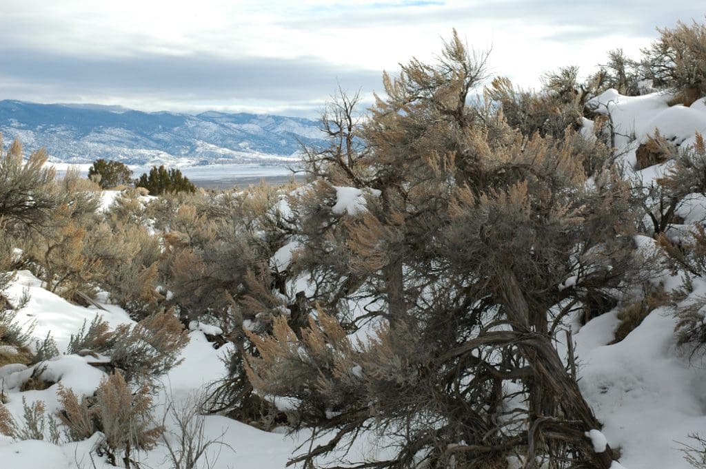 Basin Big Sagebrush - Artemesia tridentata - Great Basin Seed